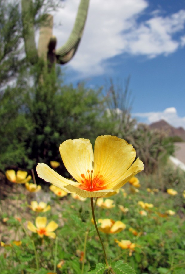 Spring Flower in Bloom - Living Metta